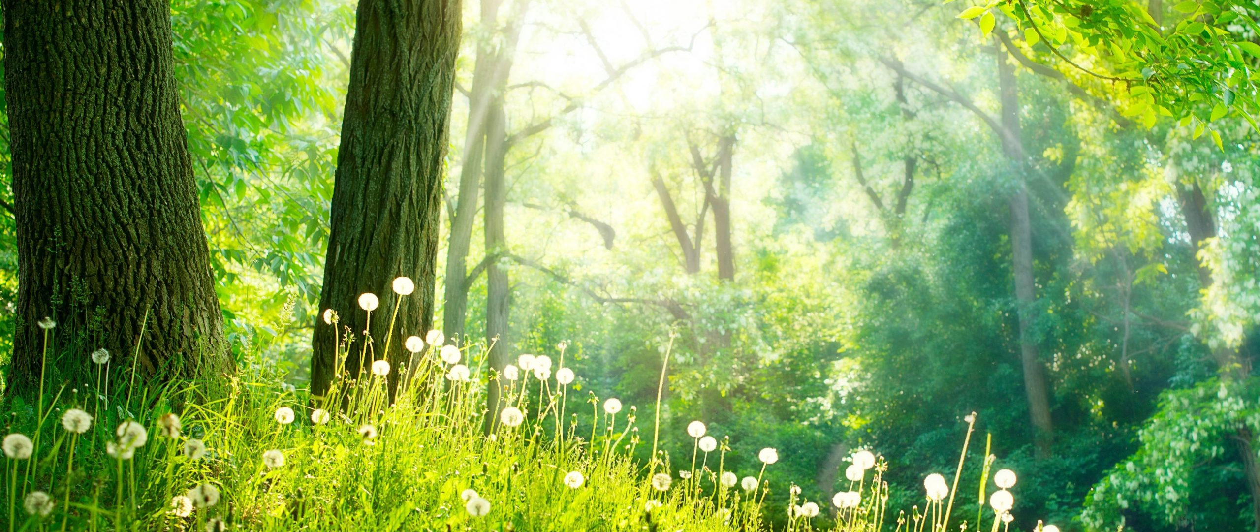 BestEl – Din personliga elleverantör!